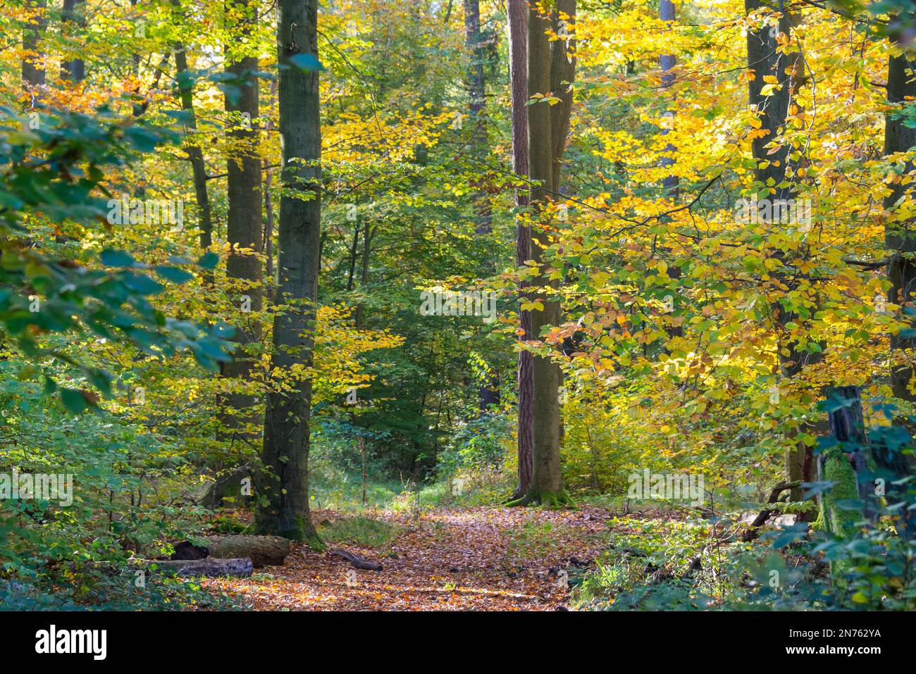 Germany, Hesse, Frankfurt city forest, deciduous forest in autumn Stock ...