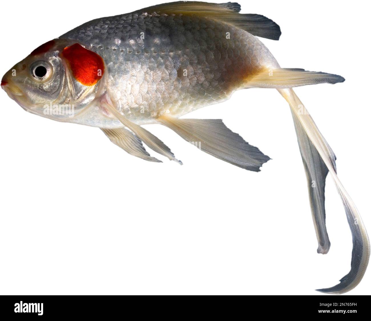 Pet fish tired from over work and ready for a vacation Stock Photo - Alamy