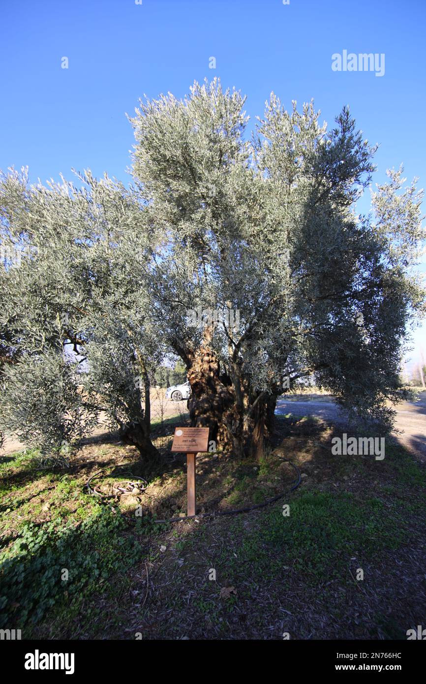 Trunk of an olive tree reported to be 2500 years old in Lagina Ancient ...