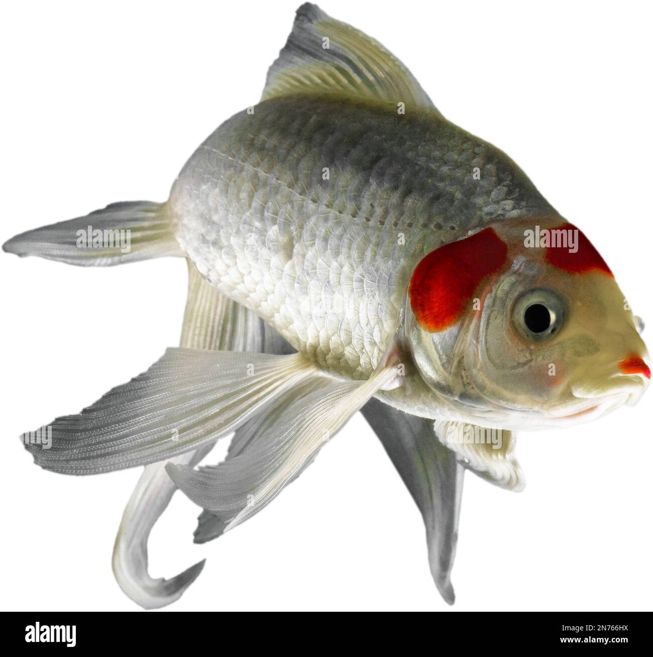 Bright orange mustache on a pet fish with white scales Stock Photo - Alamy