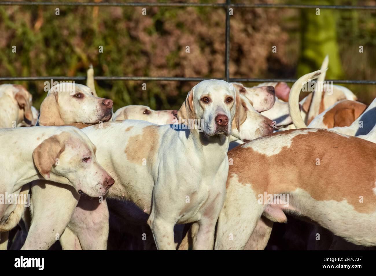 Fox hounds await the start of their meet once all riders have arrived ...