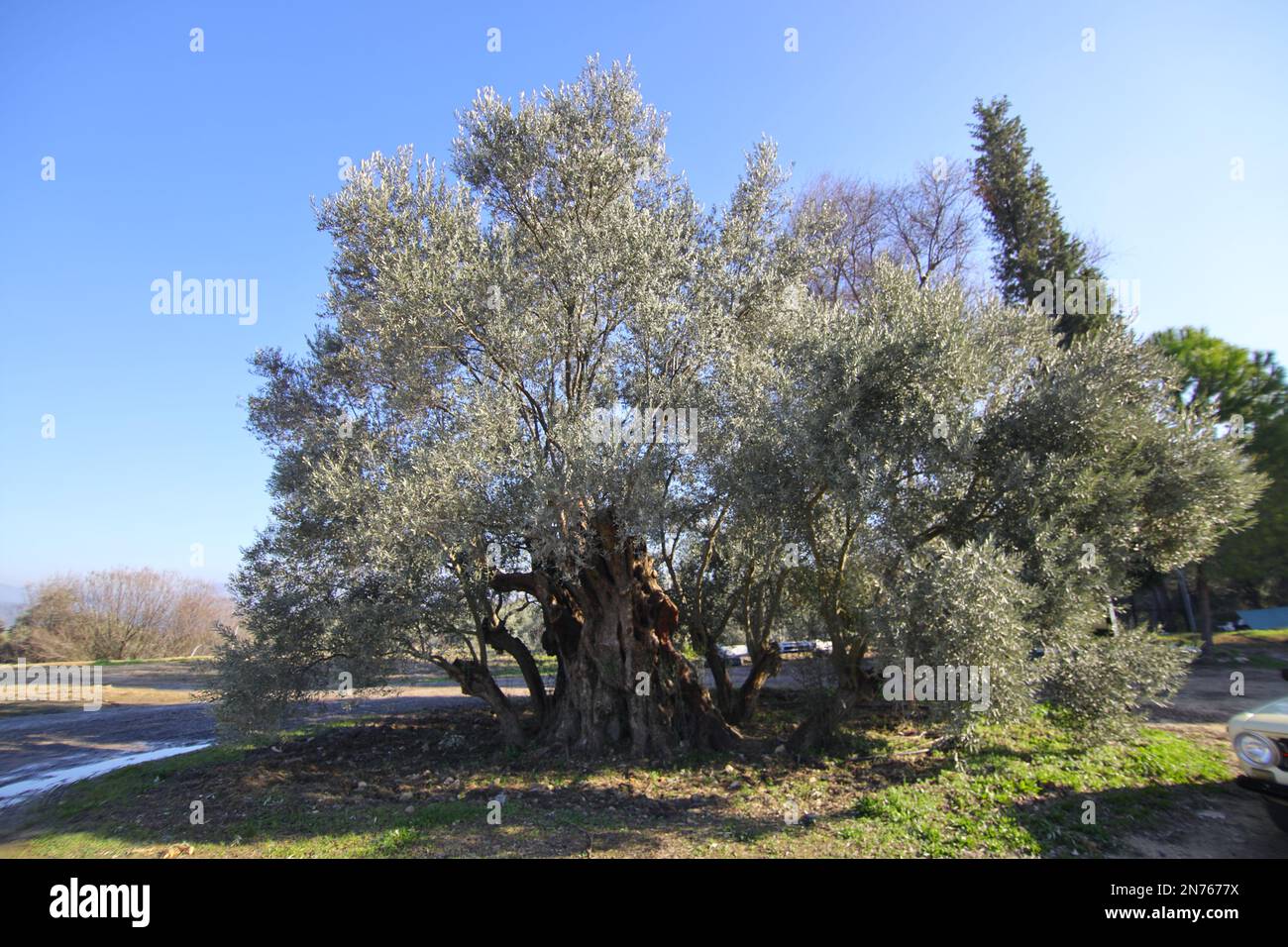 Trunk of an olive tree reported to be 2500 years old in Lagina Ancient ...