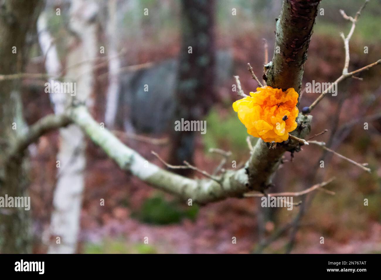 Tremella mushroom hi-res stock photography and images - Alamy