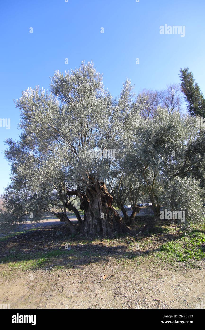 Trunk of an olive tree reported to be 2500 years old in Lagina Ancient ...