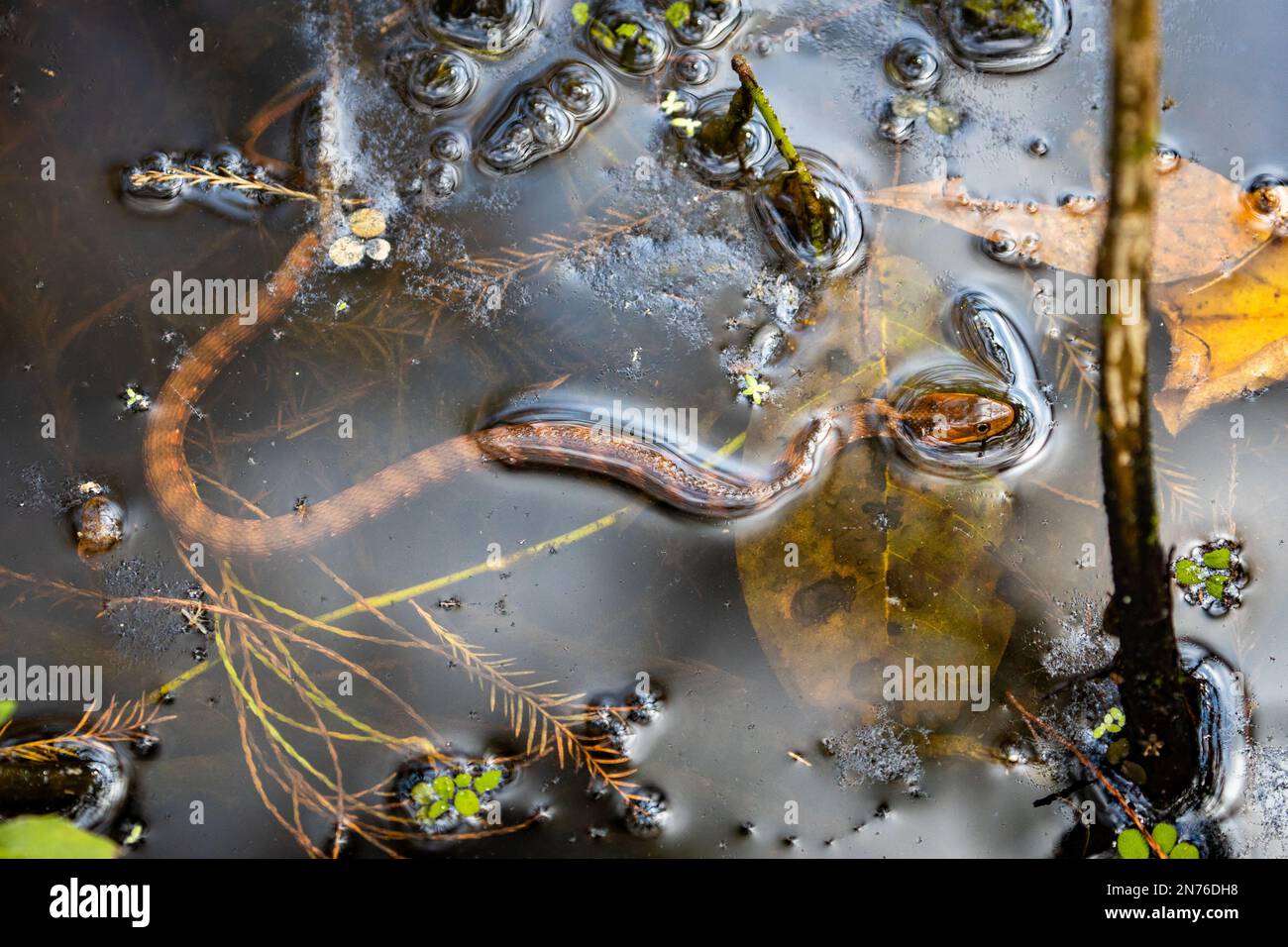 A top view of a snake underwater Stock Photo - Alamy