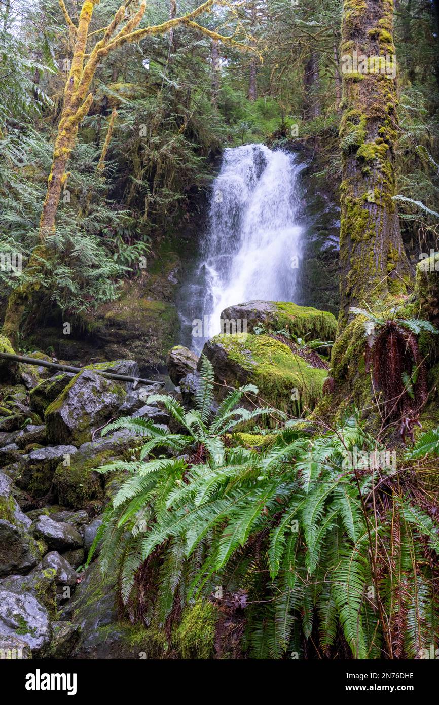 Quinault, Washington, USA. Merriman Falls in the Quinault Rainforest ...