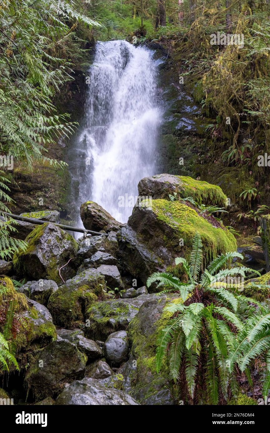 Quinault, Washington, USA. Merriman Falls in the Quinault Rainforest ...