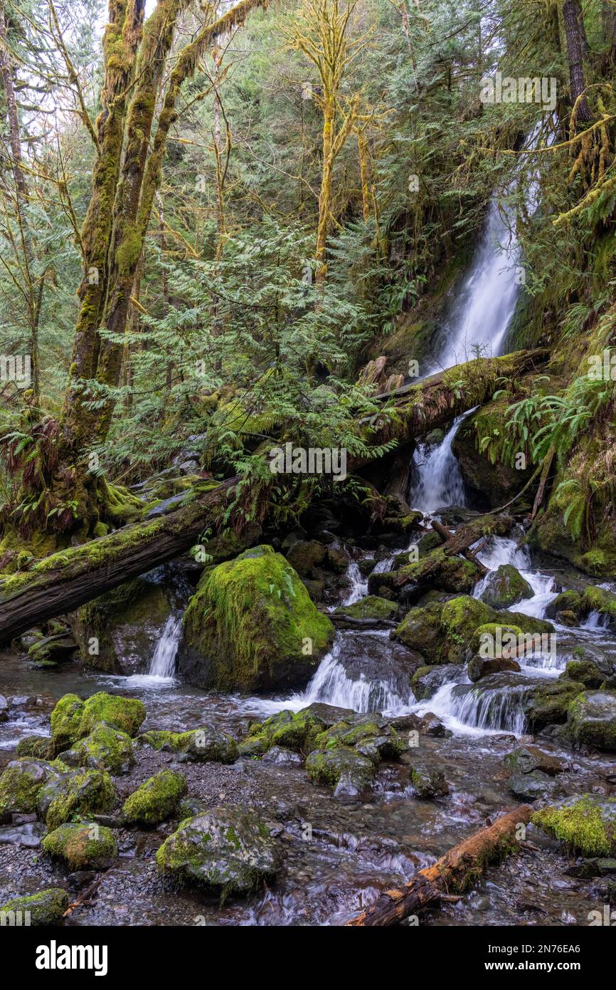 Quinault rainforest washington usa hi-res stock photography and images ...