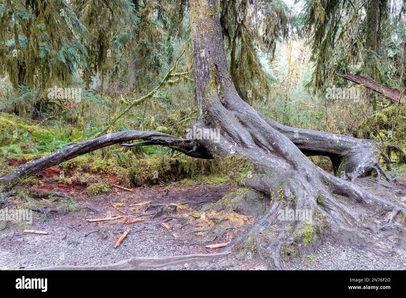 Moss grown stump hi-res stock photography and images - Alamy