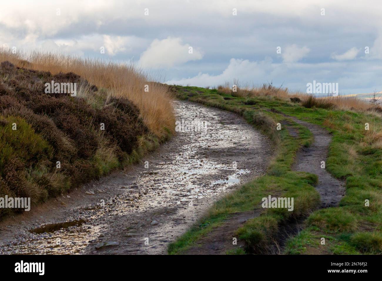 An Unpaved muddy path with fallen leaves between dry fields Stock Photo ...