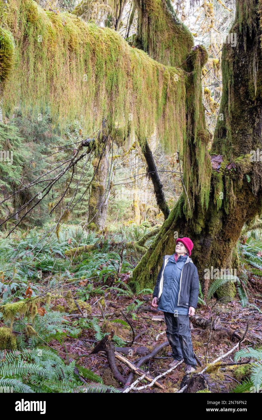 Hoh Rain Forest, Olympic National Park, Washington, USA. Woman looking ...