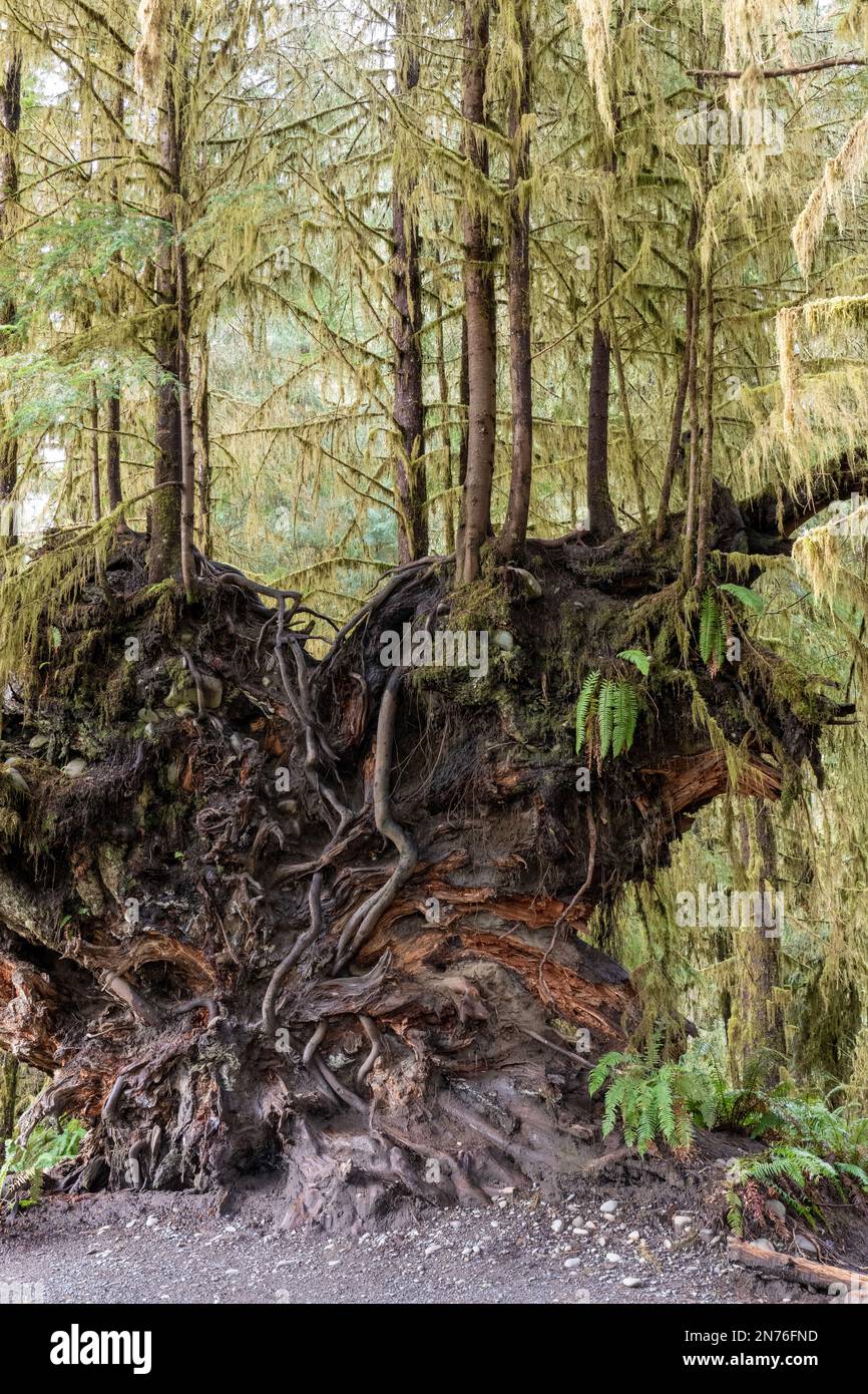 Hoh Rain Forest, Olympic National Park, Washington, USA. Underside of a fallen tree, showing the ...