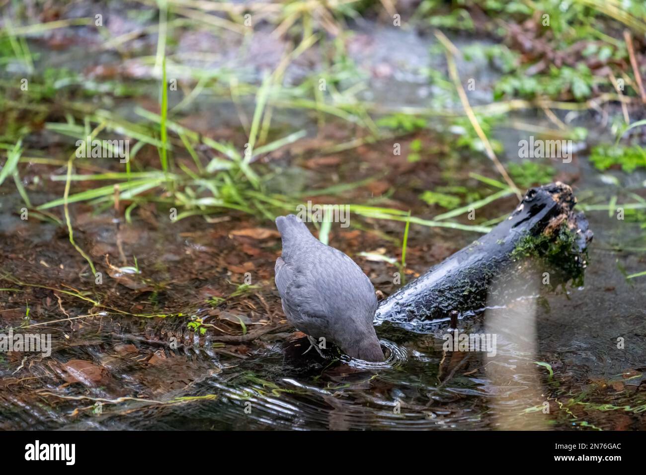 Hoh Rain Forest, Olympic National Park, Washington, USA. American ...