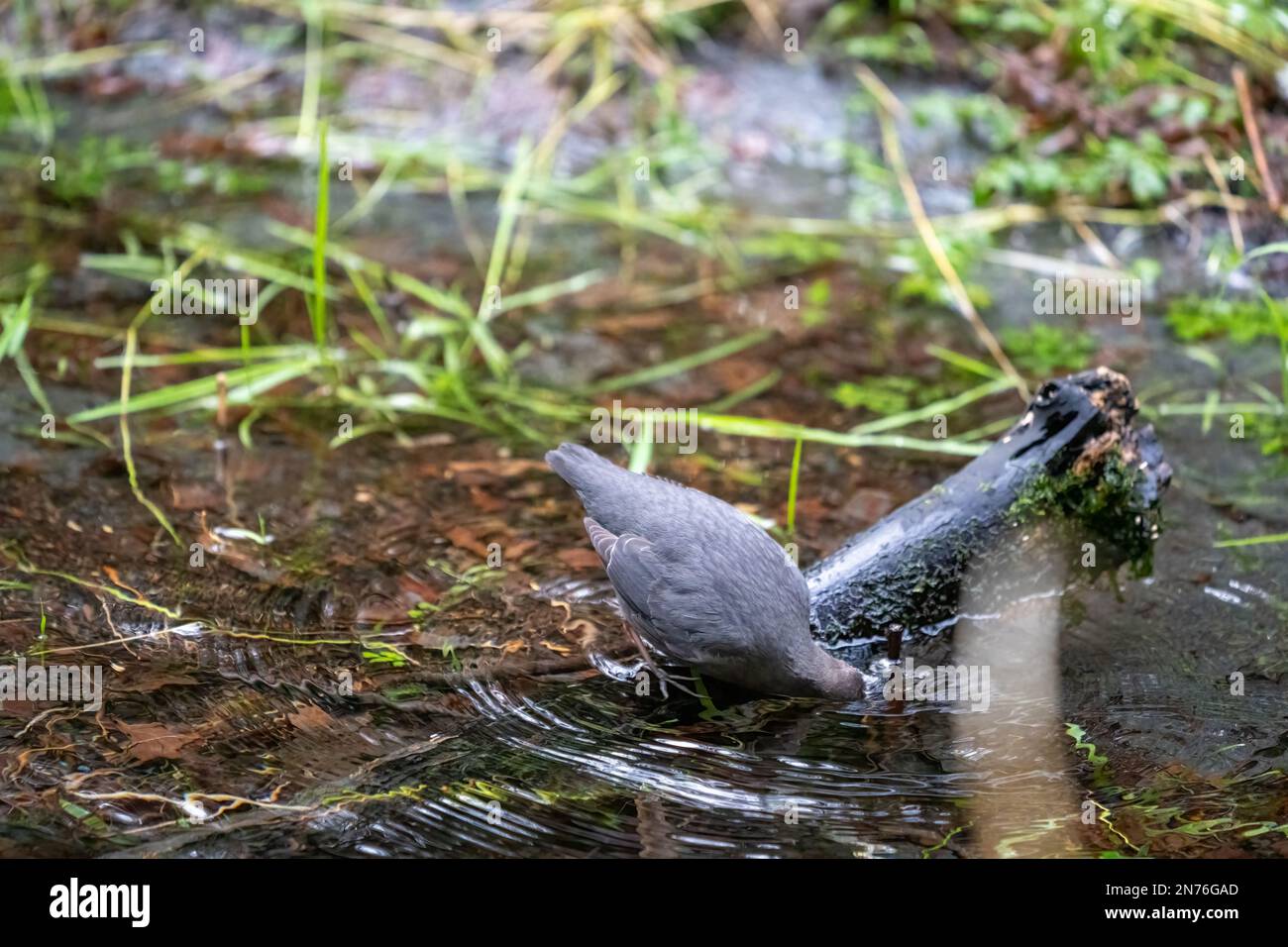 American dipper submerged hi-res stock photography and images - Alamy