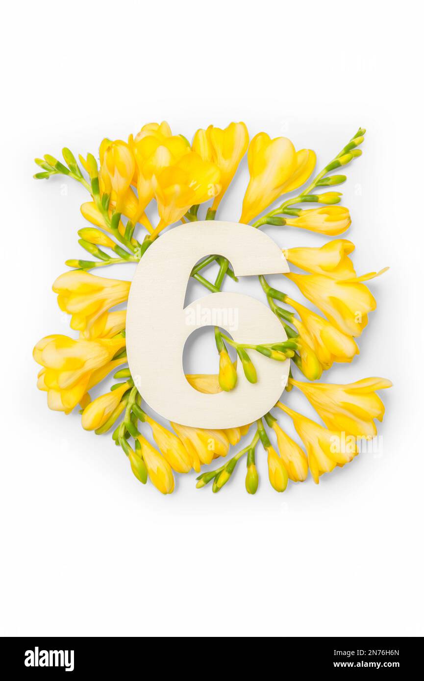 Number six shape with brunch of yellow freesia flower isolated over white background. Summer ...
