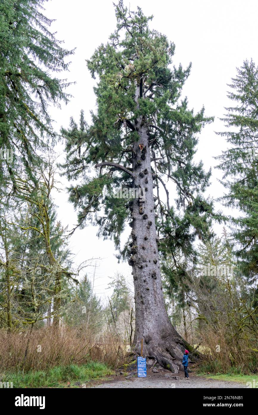 Quinault, Washington, USA. Woman standing in front of the world's ...