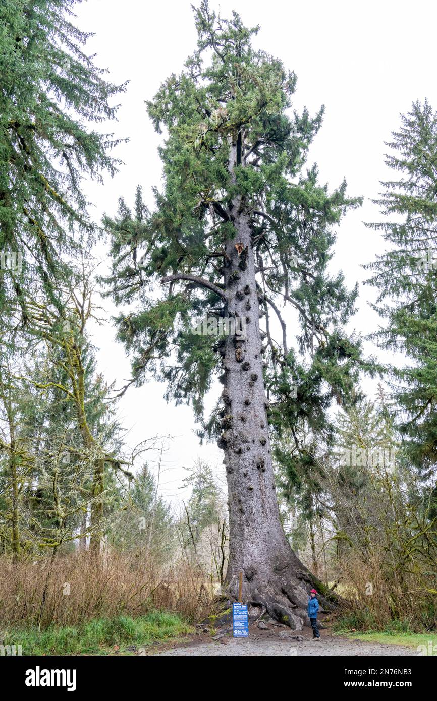Quinault, Washington, USA. Woman standing in front of the world's ...