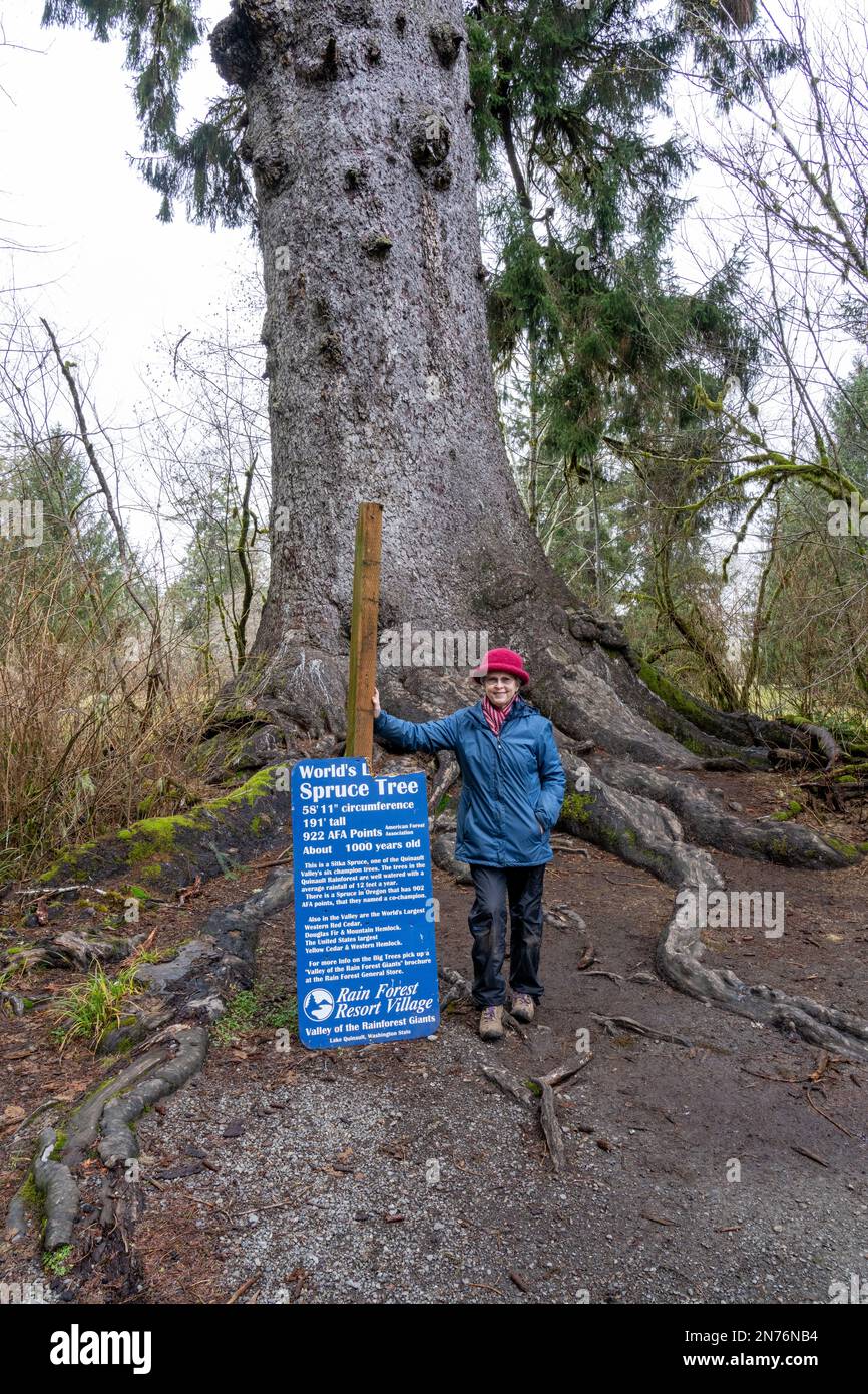 Sitka spruce tree hi-res stock photography and images - Alamy