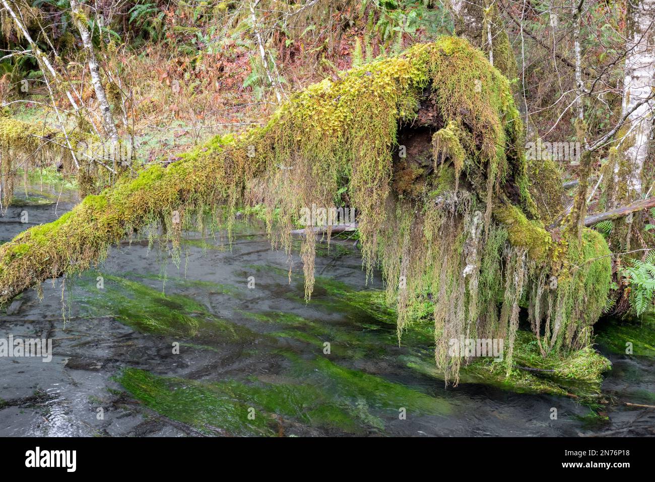 Hoh Rain Forest, Olympic National Park, Washington, USA. Moss growing ...