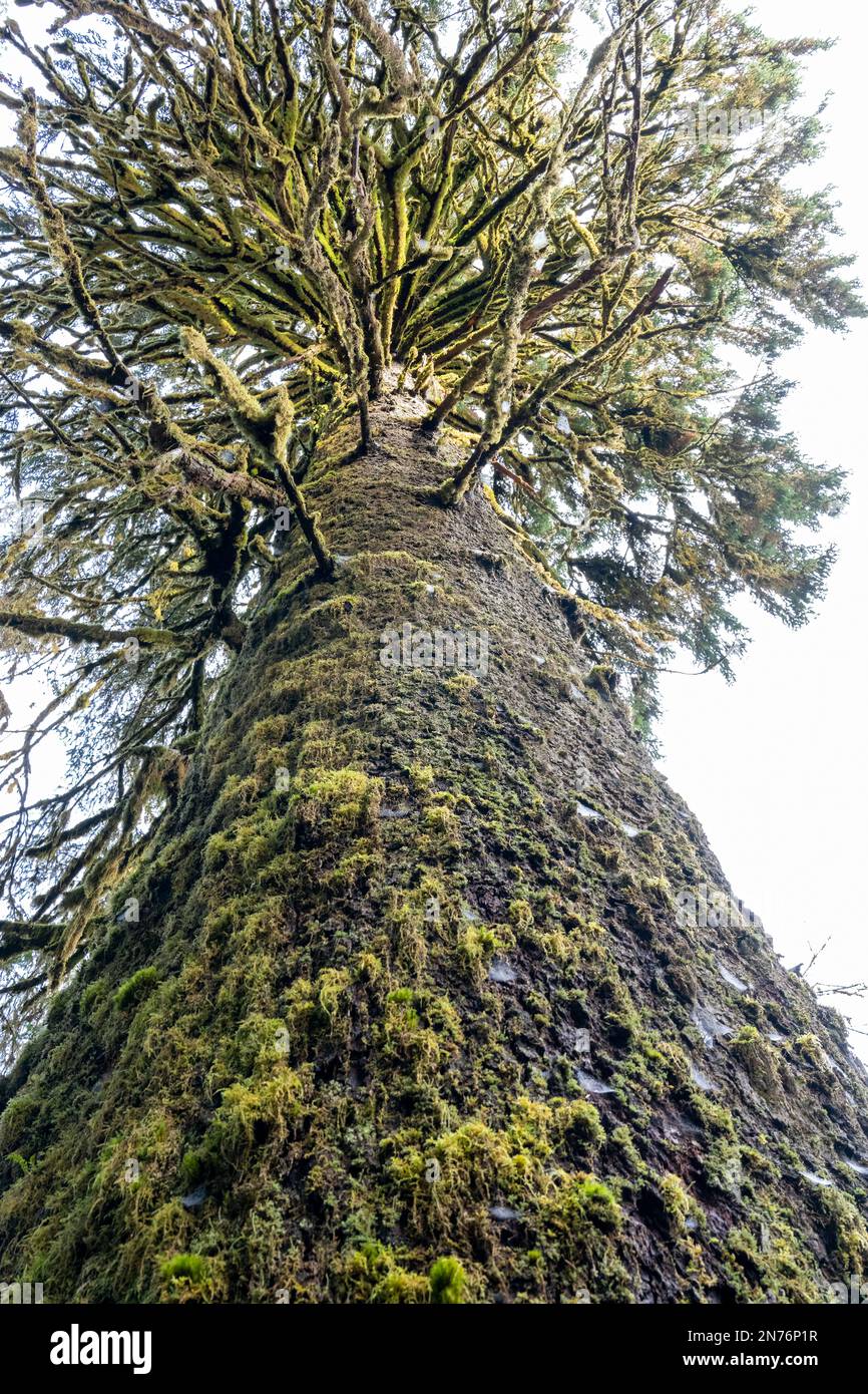 Sitka spruce tree hi-res stock photography and images - Alamy