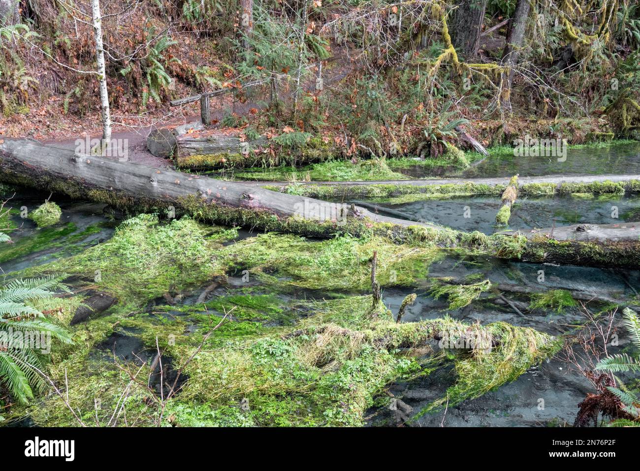 Hoh Rain Forest, Olympic National Park, Washington, USA. Moss growing ...