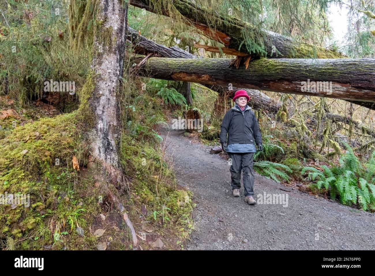 Hoh Rain Forest, Olympic National Park, Washington, USA. Woman walking ...