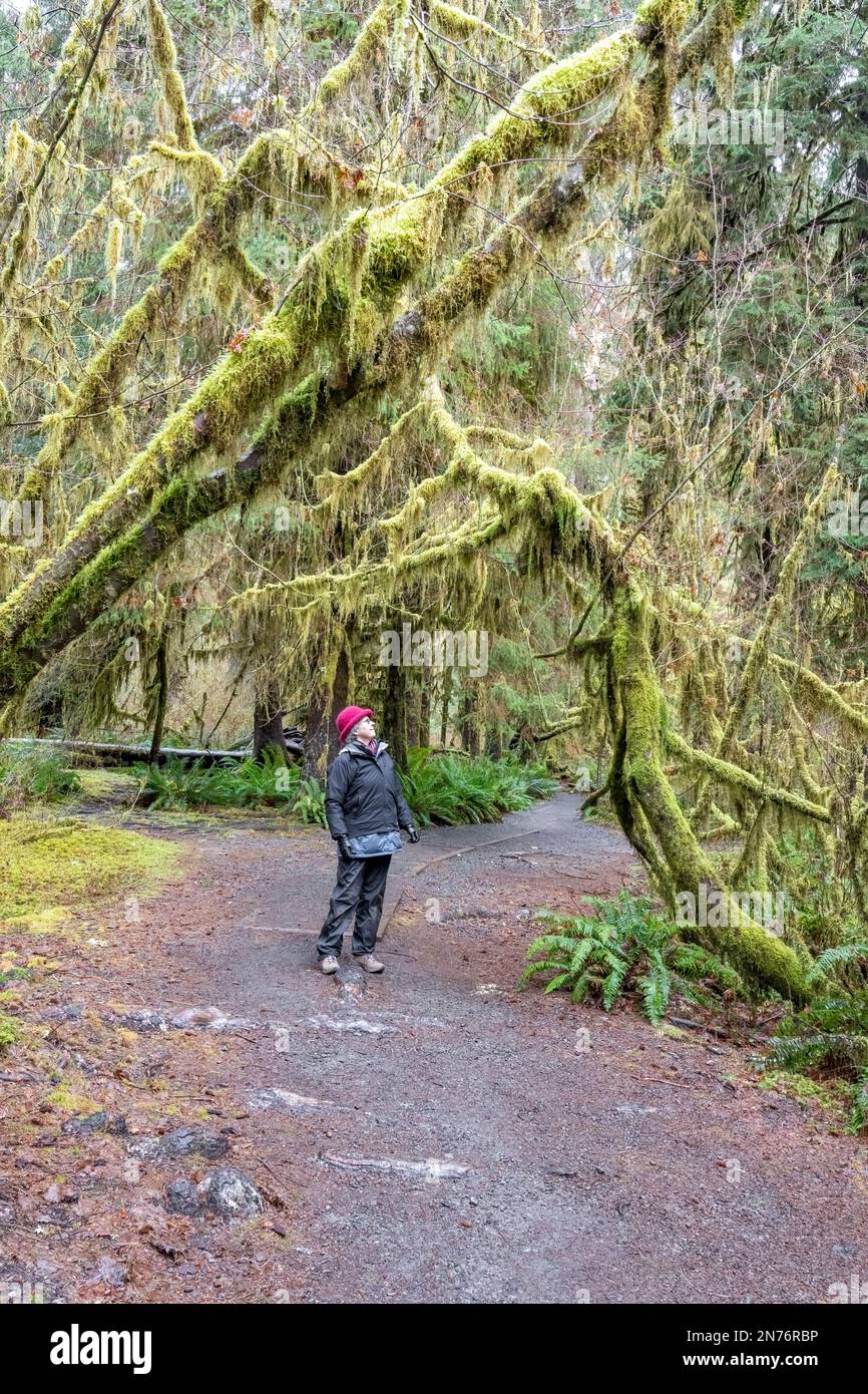Hoh Rain Forest, Olympic National Park, Washington, USA. Woman walking on the Hall of Mosses ...