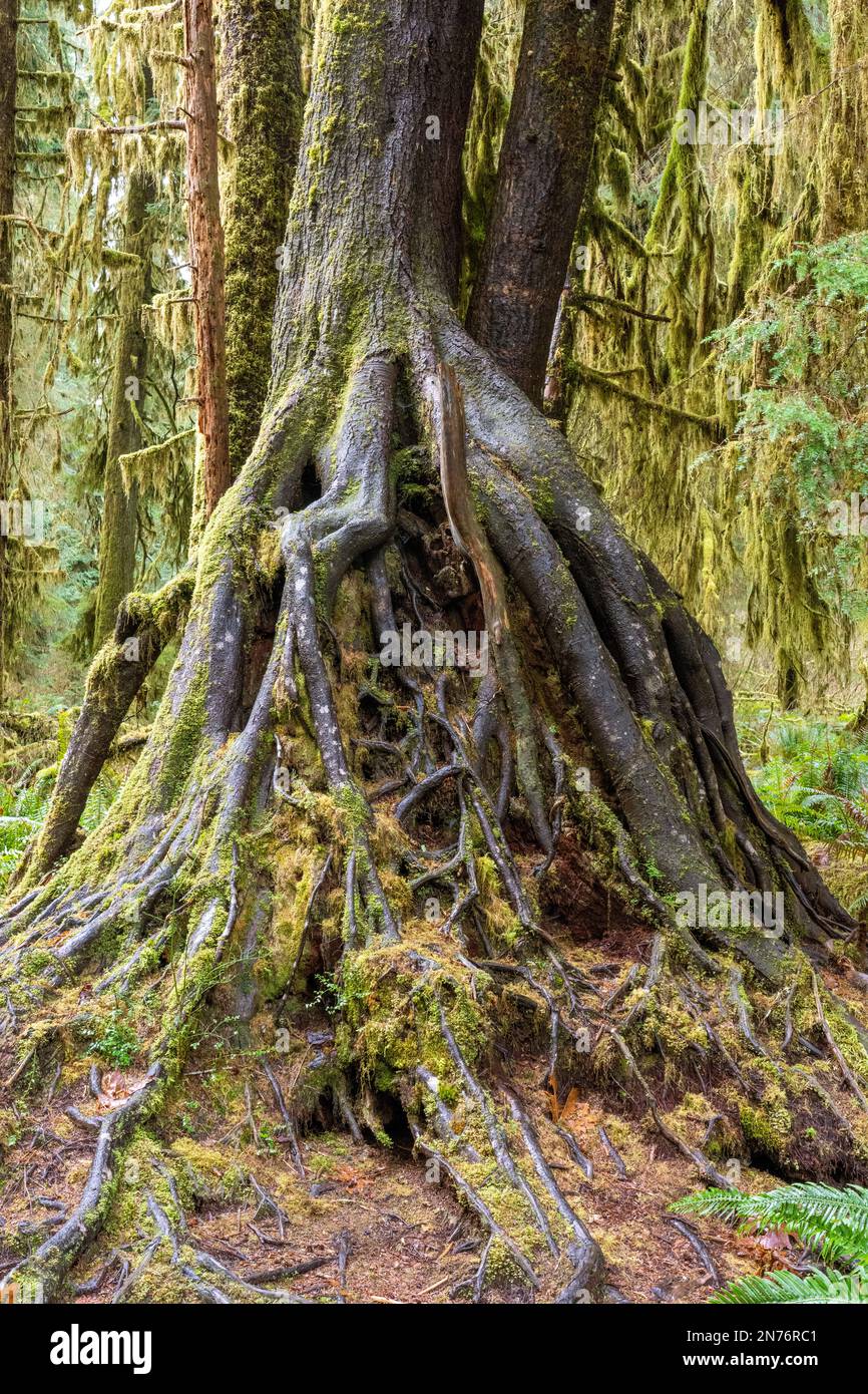 Hoh Rain Forest, Olympic National Park, Washington, USA. Nursery stump ...