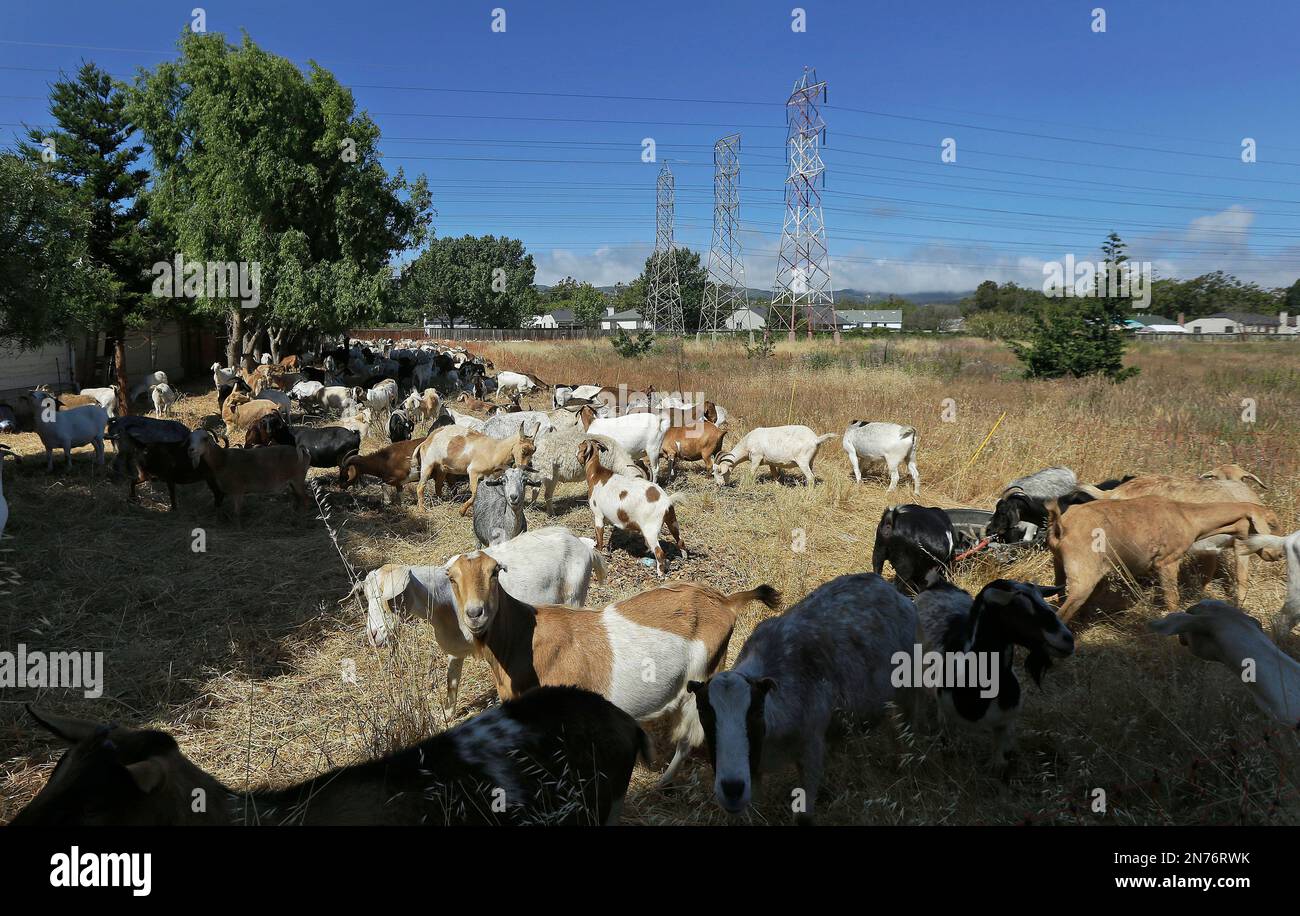 In this Wednesday, June 19, 2013, photo, goats graze on a patch of San ...