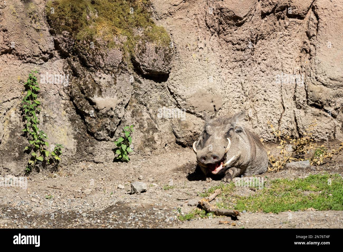 Woodland Park Zoo, Seattle, Washington, USA. Warthog resting with open ...