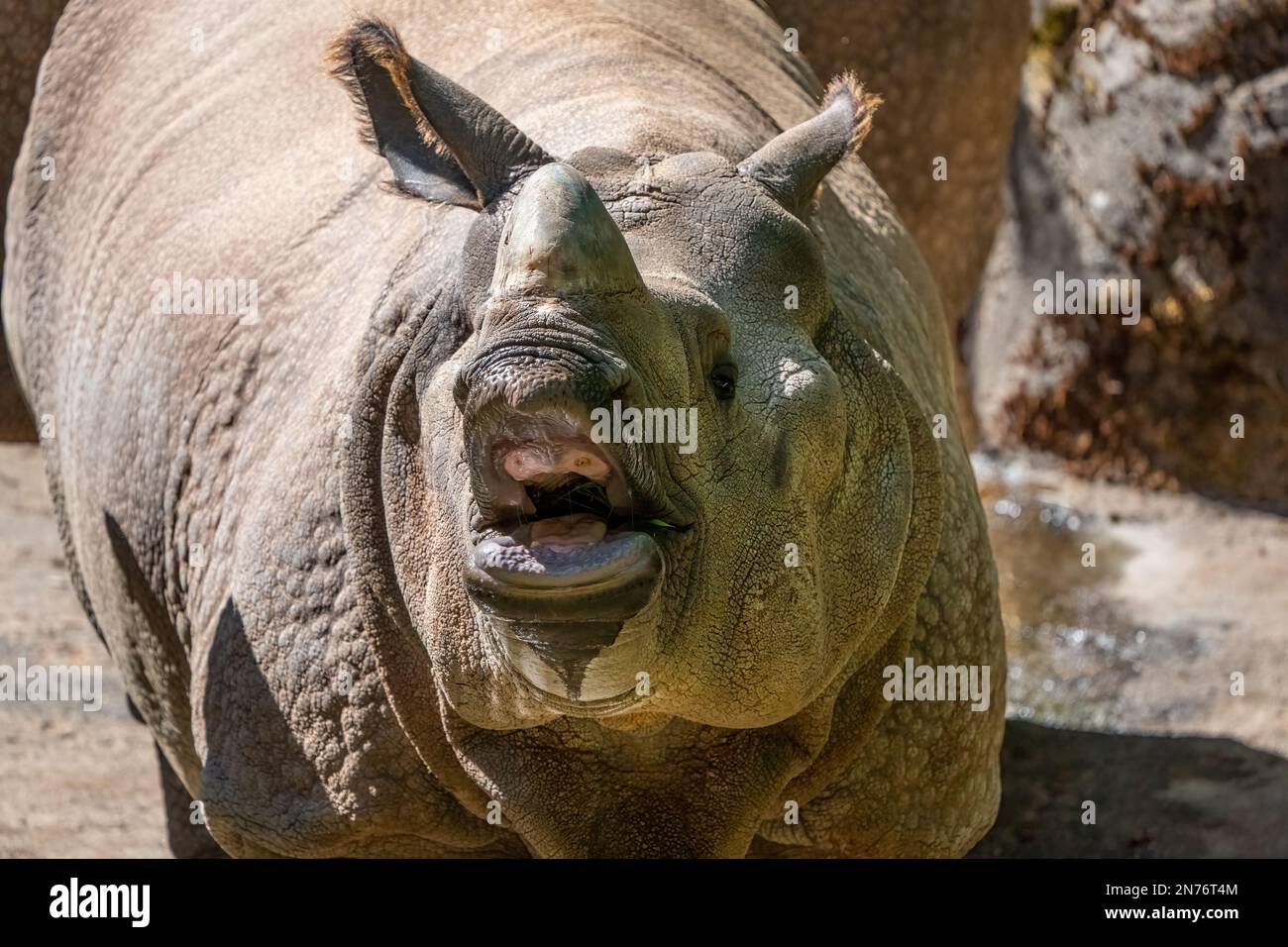 Woodland Park Zoo, Seattle, Washington, USA. Rhinoceros with open mouth ...