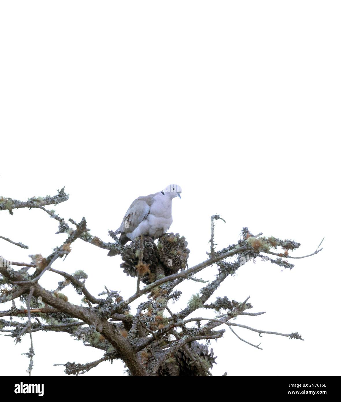 Dove key hi-res stock photography and images - Alamy