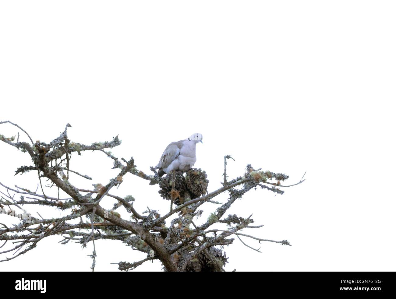 Dove key hi-res stock photography and images - Alamy