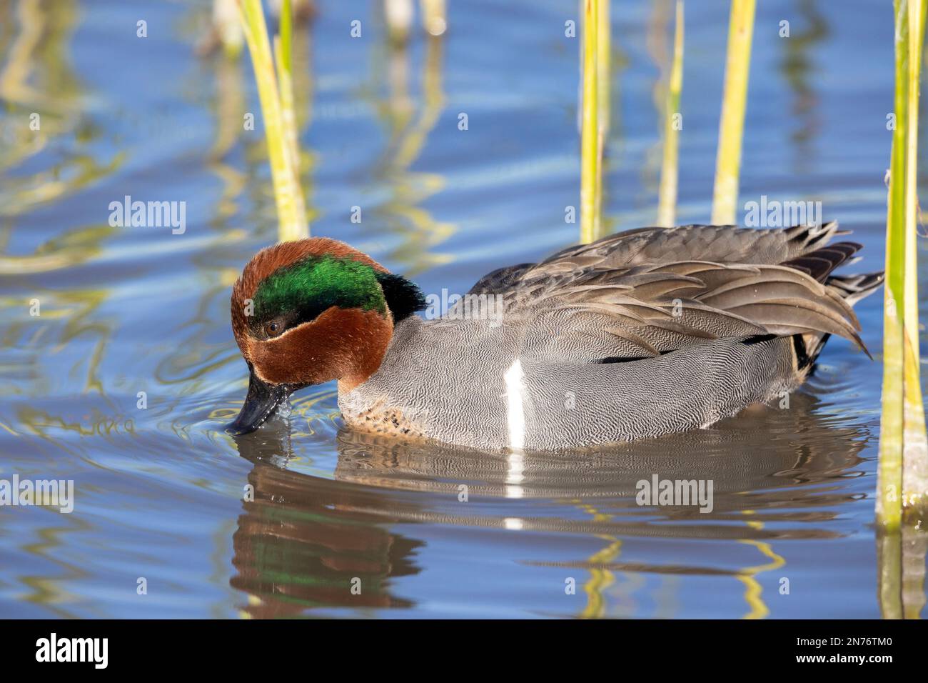 Green winged Teal Drake Stock Photo - Alamy