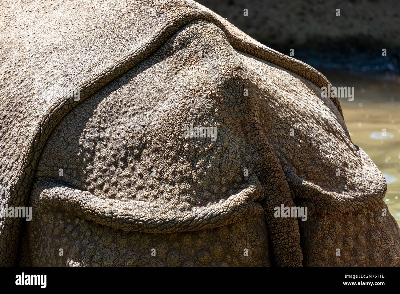 A portrait of a black rhinoceros captive hi-res stock photography and ...
