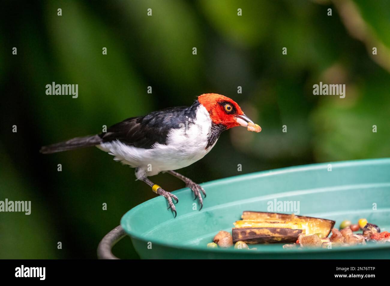 Red capped bird hi-res stock photography and images - Alamy