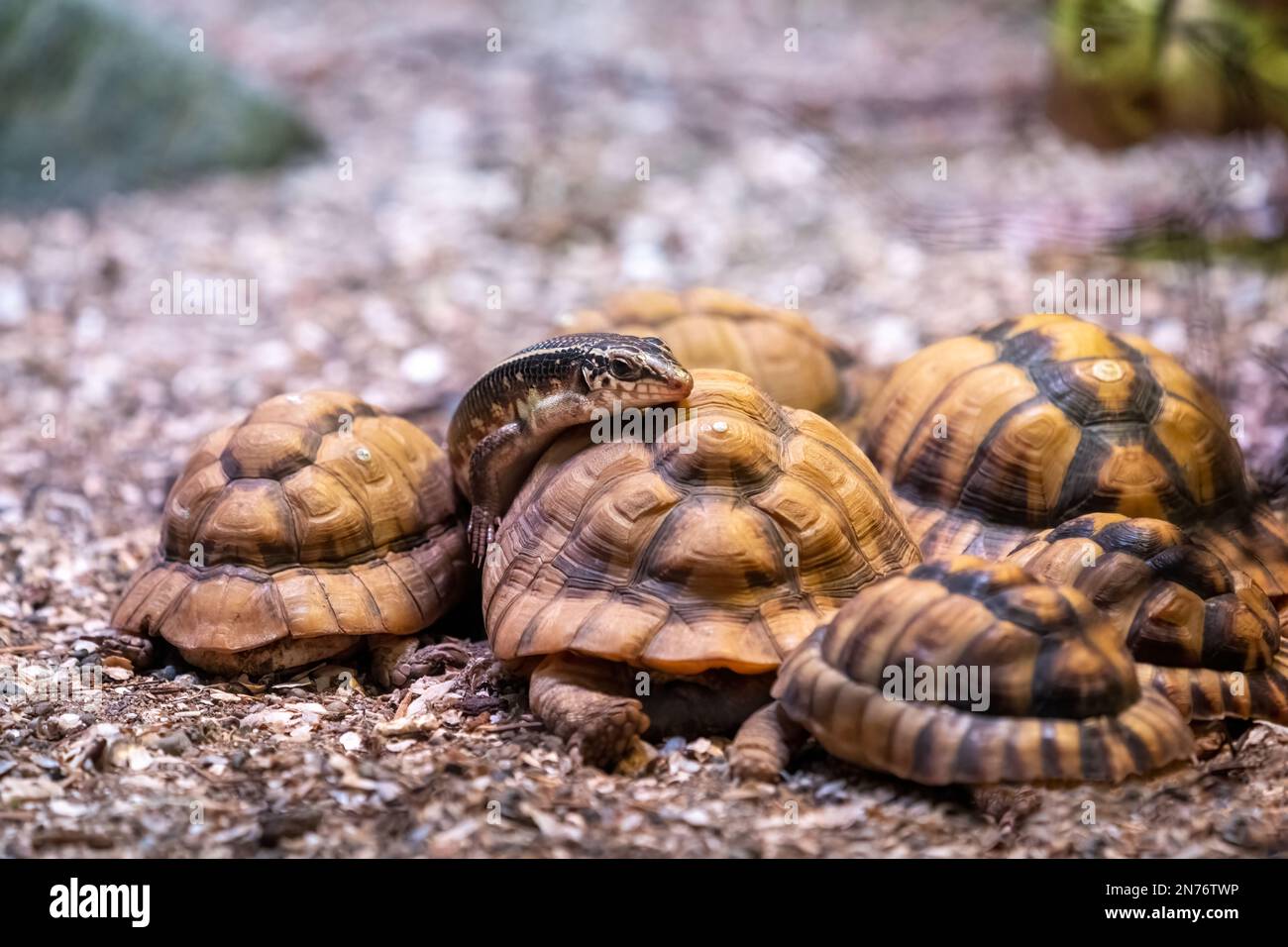 Woodland Park Zoo, Seattle, Washington, USA. Ornate Girdled Lizard ...