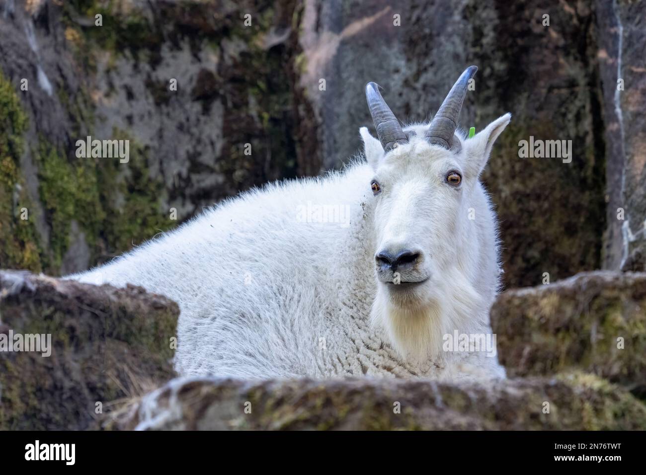 Woodland Park Zoo, Seattle, Washington, USA. Portrait of a mountain ...
