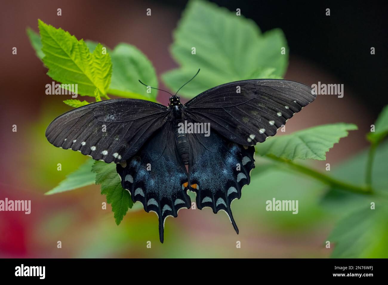 Woodland Park Zoo, Seattle, Washington, USA. Spicebush Swallowtail ...