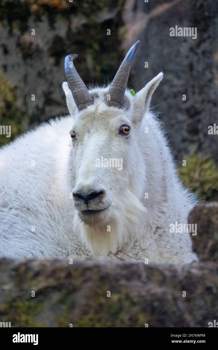 Woodland Park Zoo, Seattle, Washington, USA. Portrait of a mountain ...