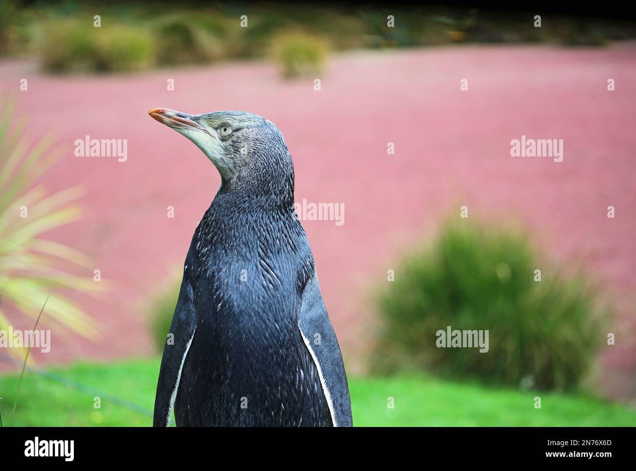 Penguin standing - New Zealand Stock Photo - Alamy