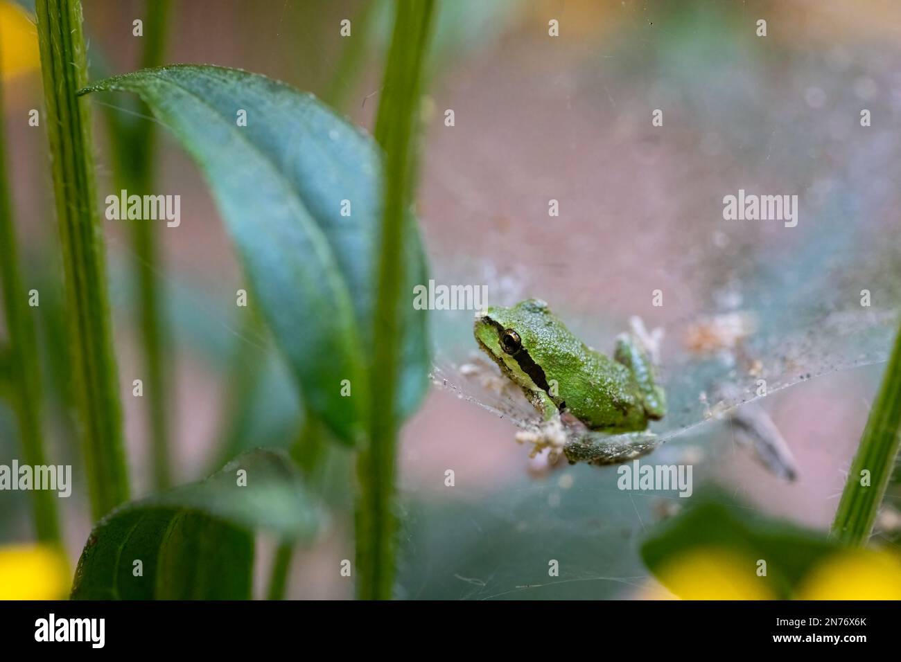 Issaquah, Washington, USA. Pacific Tree Frog caught in a spider web ...