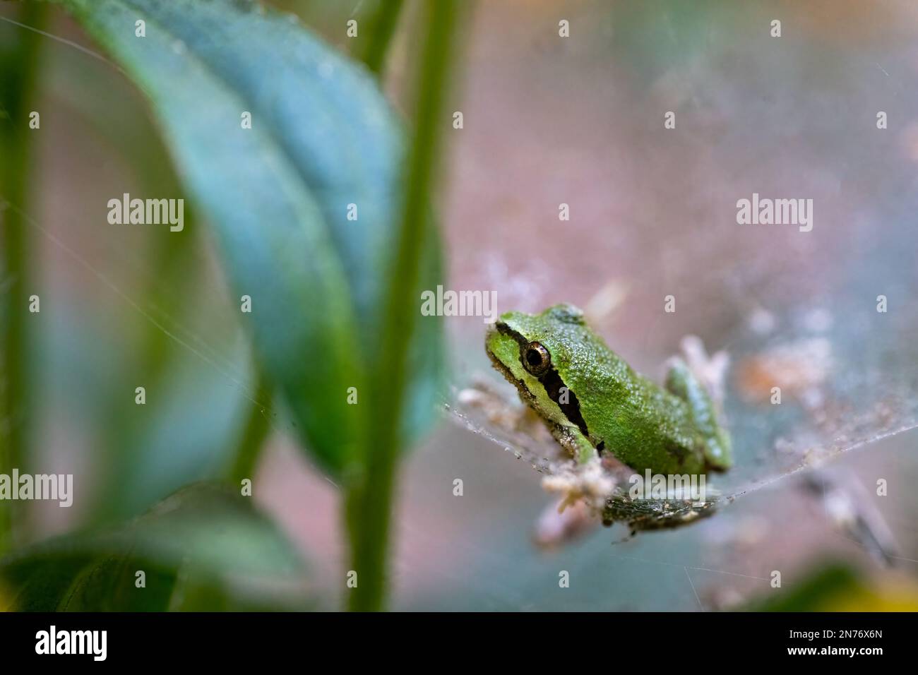 Issaquah, Washington, USA. Pacific Tree Frog caught in a spider web ...