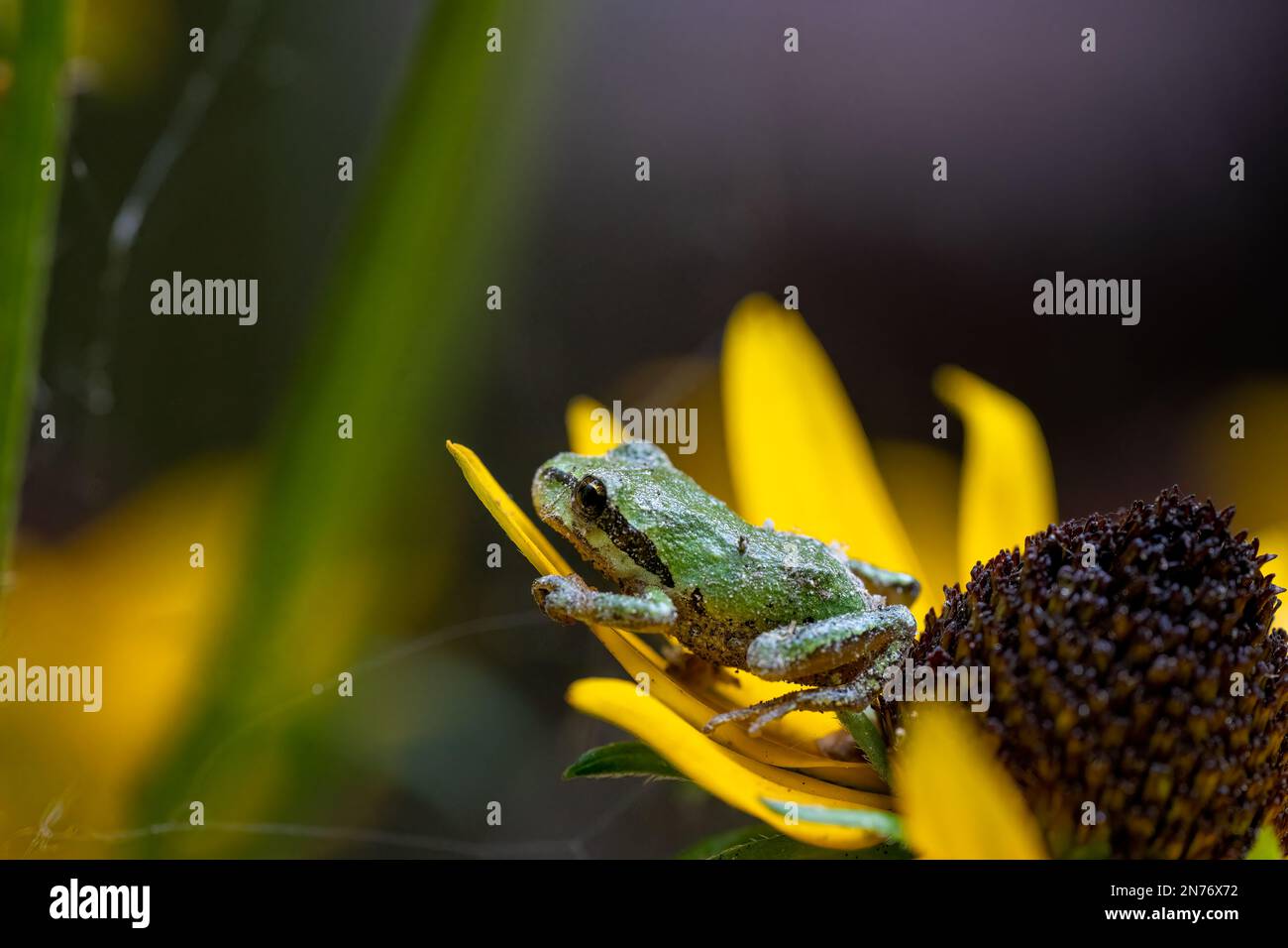 Issaquah, Washington, USA. Pacific Tree Frog Stock Photo - Alamy