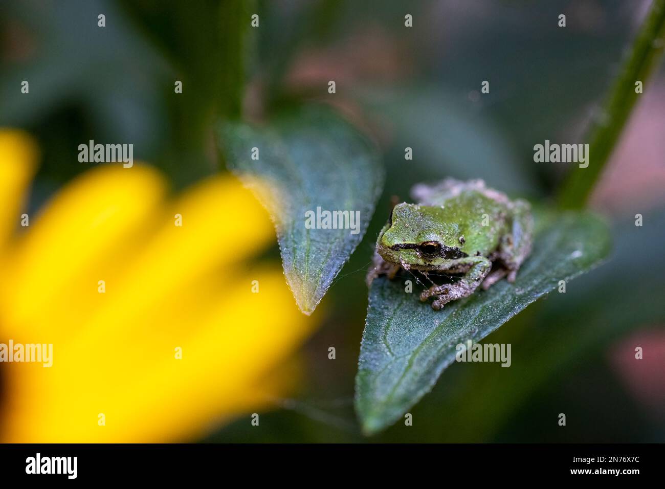 Issaquah, Washington, USA. Pacific Tree Frog on a leaf of a Black-eyed ...