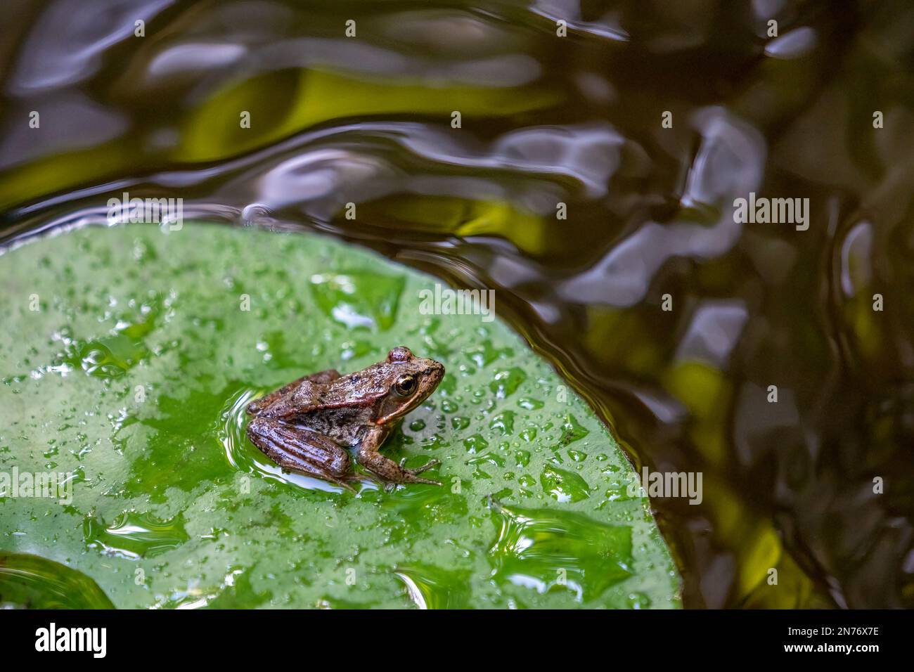 Issaquah, Washington, USA. Pacific Tree Frog sitting on a lilypad Stock ...