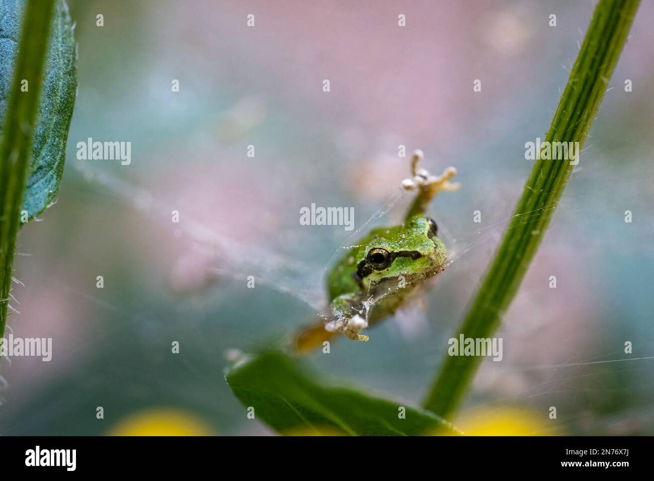 Issaquah, Washington, USA. Pacific Tree Frog caught in a spider web ...