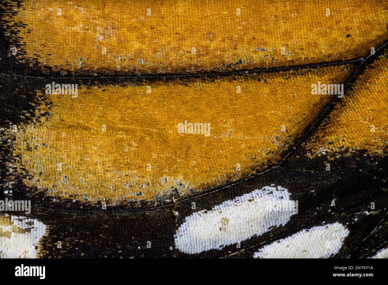 Monarch scales hi-res stock photography and images - Alamy