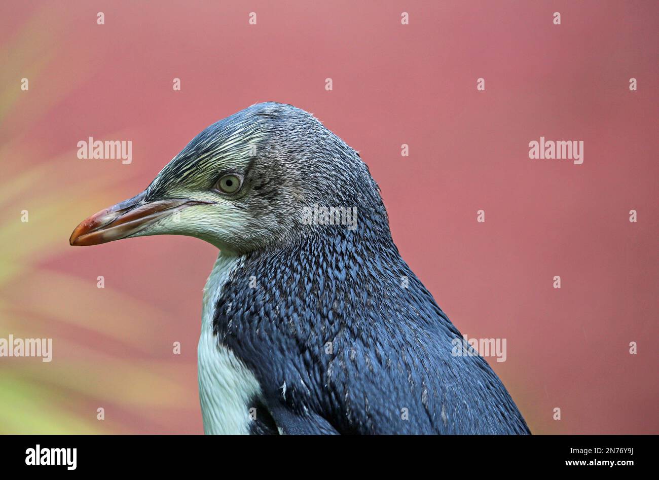 Penguin in left profile - New Zealand Stock Photo - Alamy