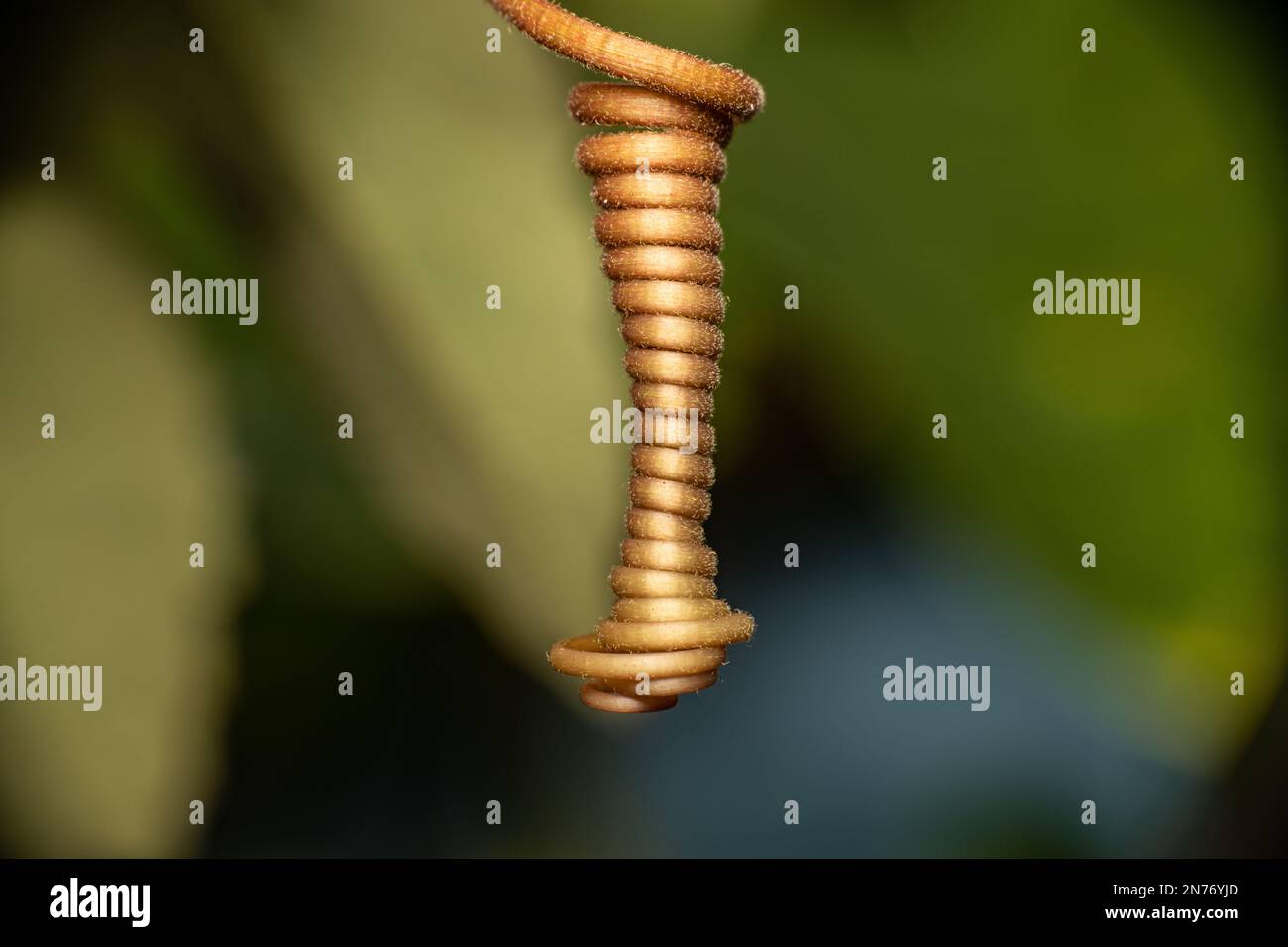 Spiraling shape hi-res stock photography and images - Alamy